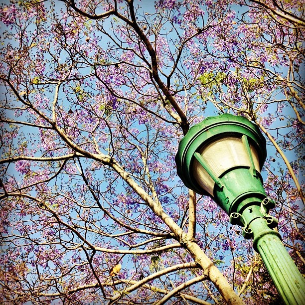 Jacaranda season in Antigua Guatemala - Rudy Giron Photography