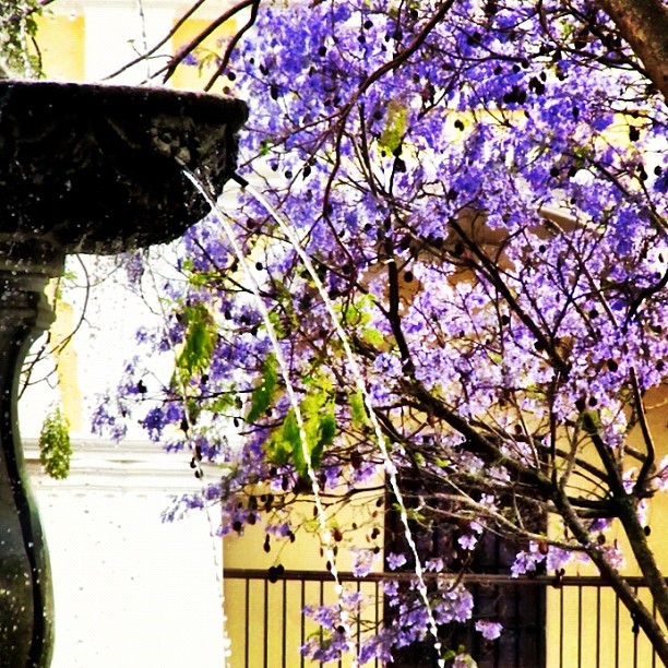 Temporada de jacarandas en Guatemala - Rudy Giron Photography